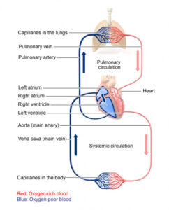 How Does Human Blood Circulatory System Work? - Kedihealthproducts.com.ng
